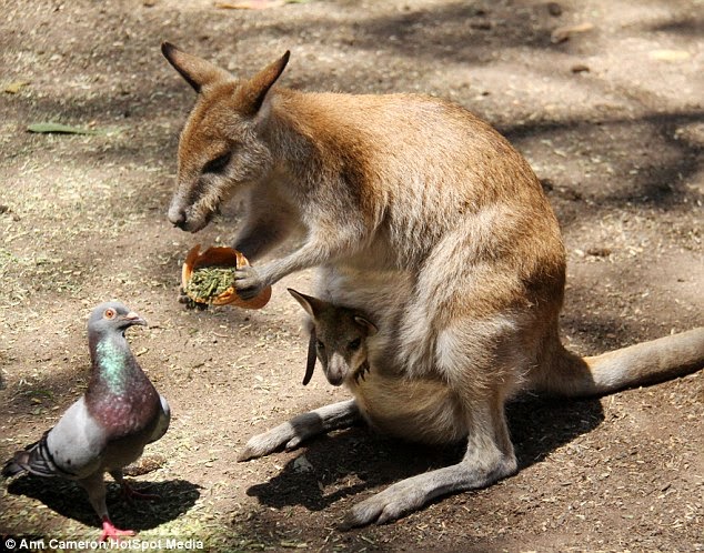 White Wolf : Wallaby at Sydney's Featherdale Animal Park share her food ...