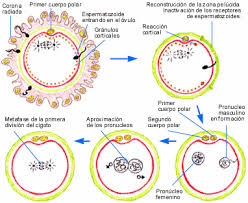 Ciclo De Embarazo