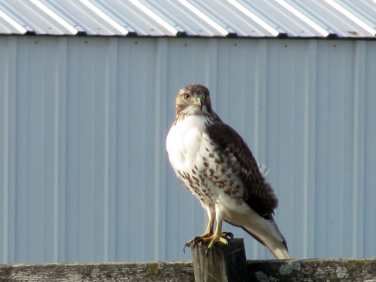 curving back: red-tailed hawk perching