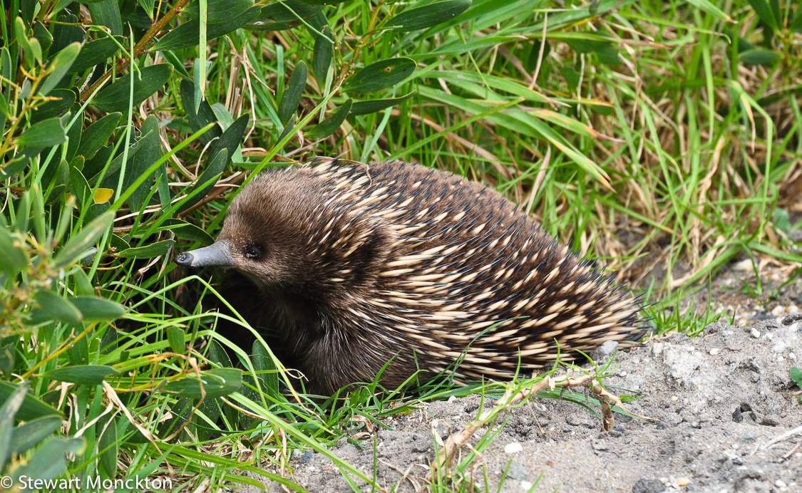 Paying Ready Attention - Photo Gallery: Echidna