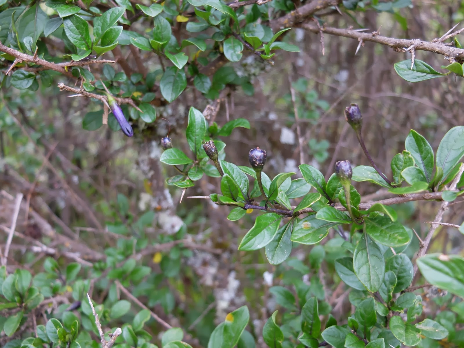 TravelMarx: Salcantay Trek: Selected Plants