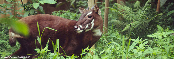 In Otter News: Have you heard of the saola?