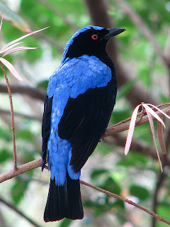 Bird Pictures and Information