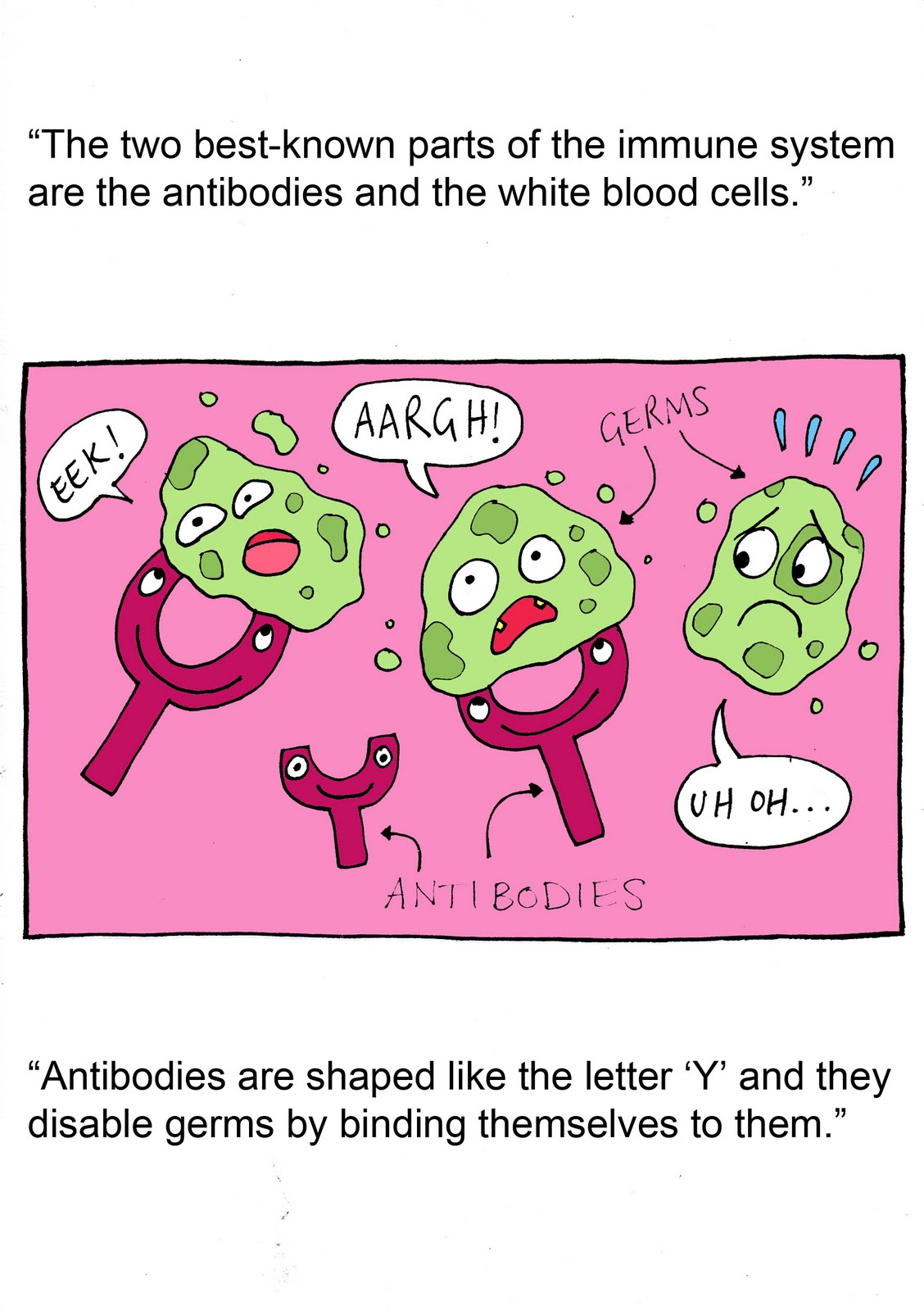 Rachael Smith Illustration: The Immune System