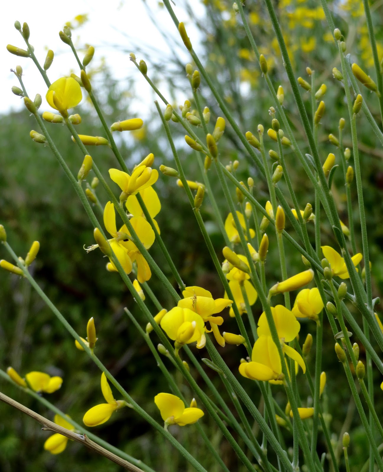 danger garden: July's Bloomday 2016