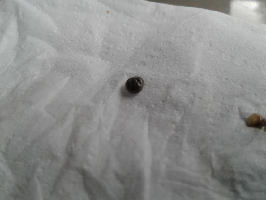 Sakitnya Digigit Cengkenit!