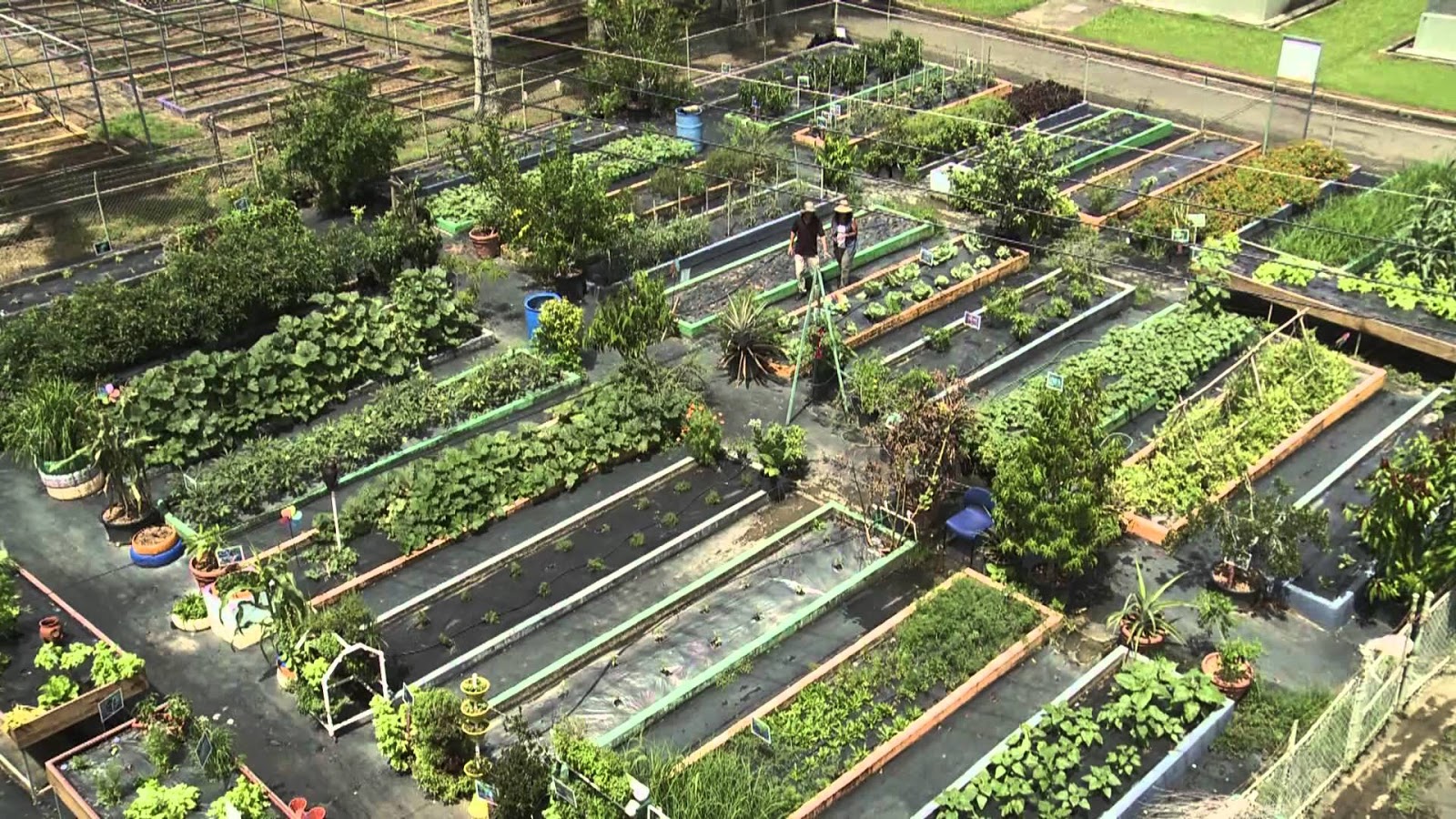 Asociación de Vecinos Barrios El Pinar y San Andrés: HUERTOS URBANOS EN ...