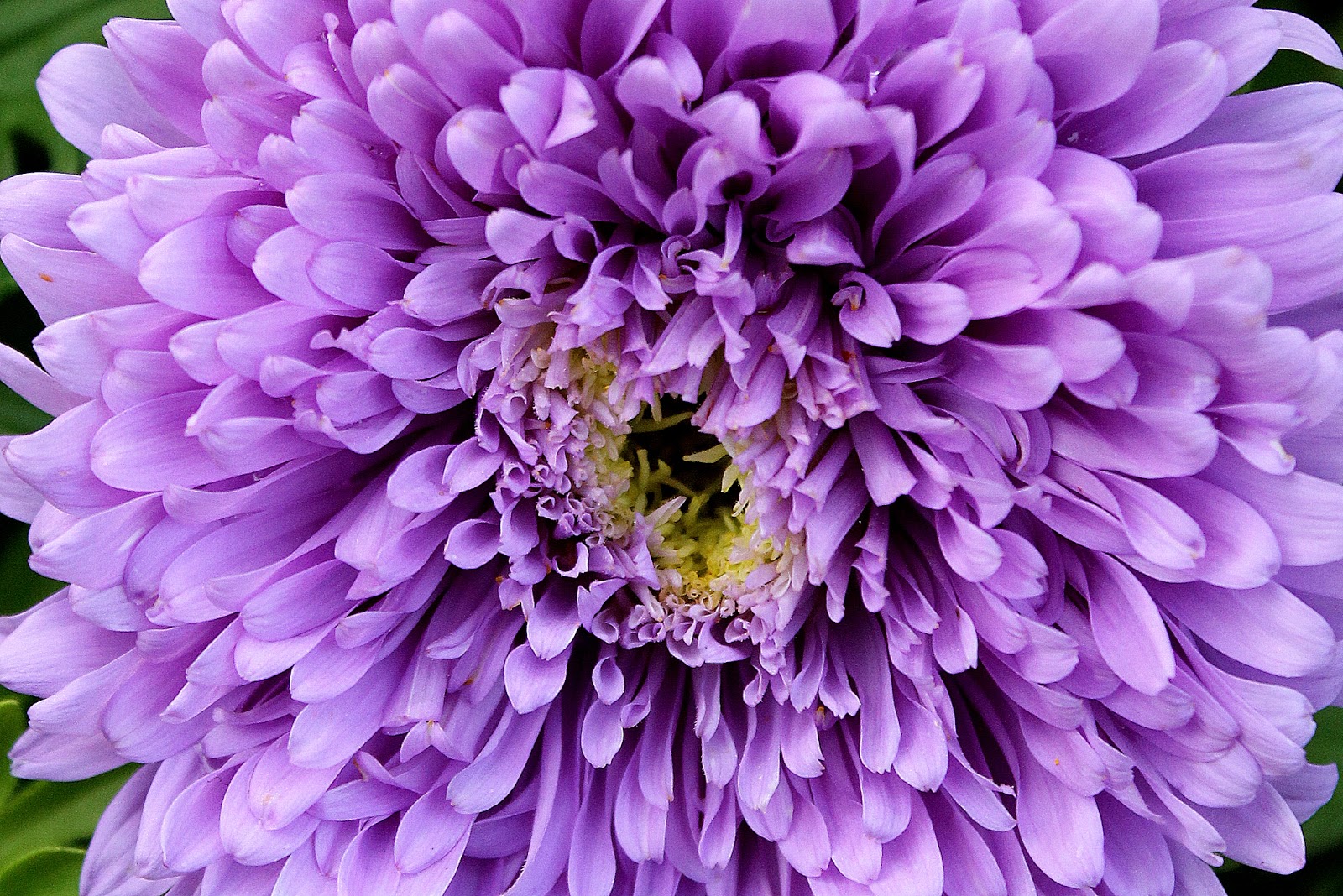 Selätön puutarhuri: Asterit, Aster