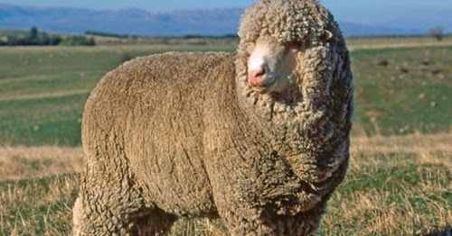 Domba Polwarth domba dari Australia - Elinotes - Review By Eli Setiawan