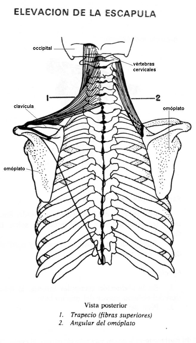 A MOVERSE !!: ELEVACIÓN DE LA ESCÁPULA