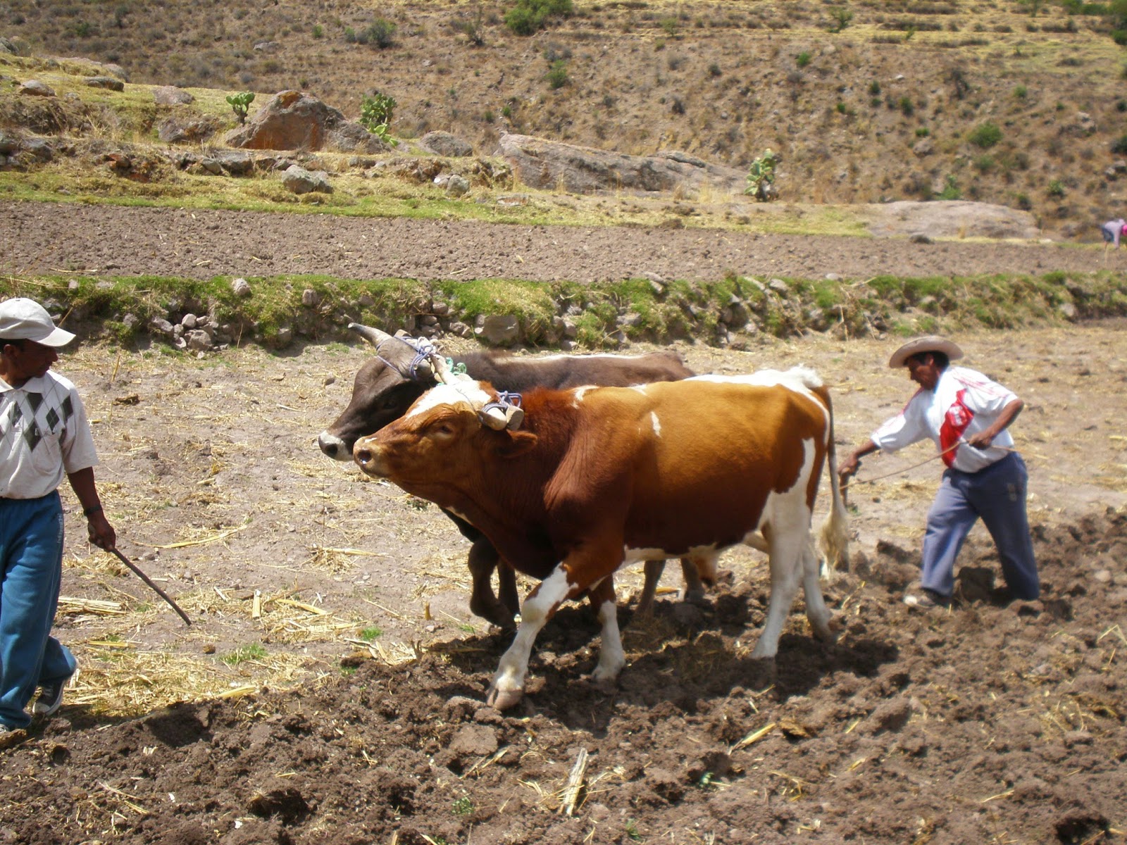 La Iglesia de Colta: COSTUMBRES DE COLTA