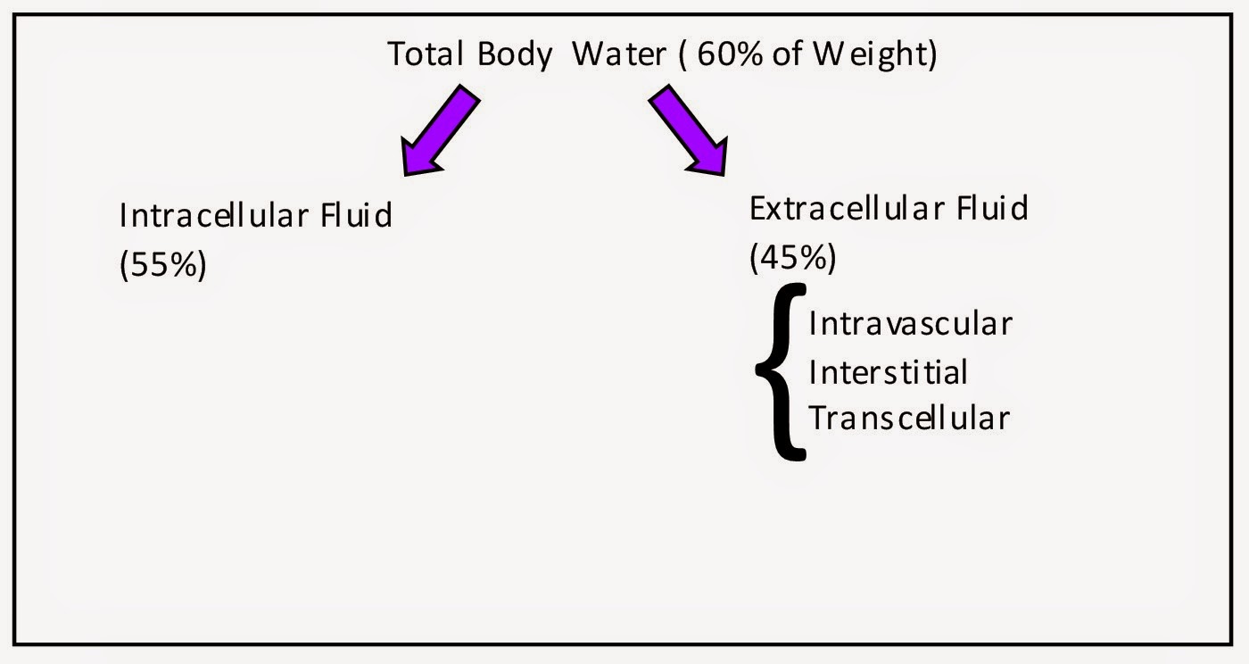 Histology Slides Database: Total body water