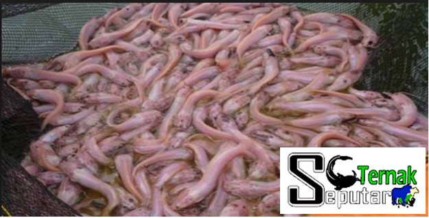 Budi Daya Ikan Lele Albino / Lele Bule ( Clarias Catfish ) - Seputar ...
