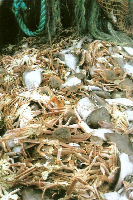 Tholepin: Celebrate Trawling; The Economic Engine That Everyone Pays For