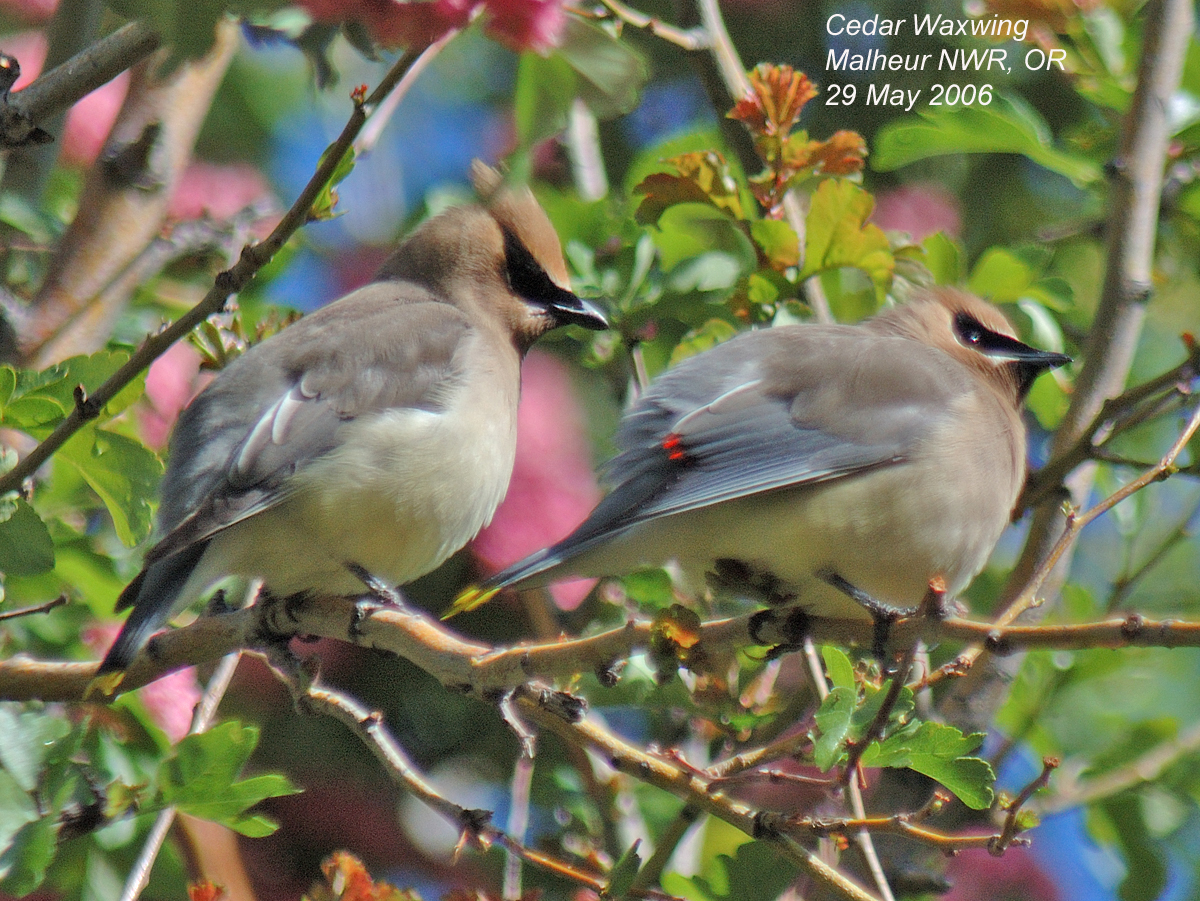 Northwest Nature Notes: WAXWINGS, THE SMOOTHEST BIRDS
