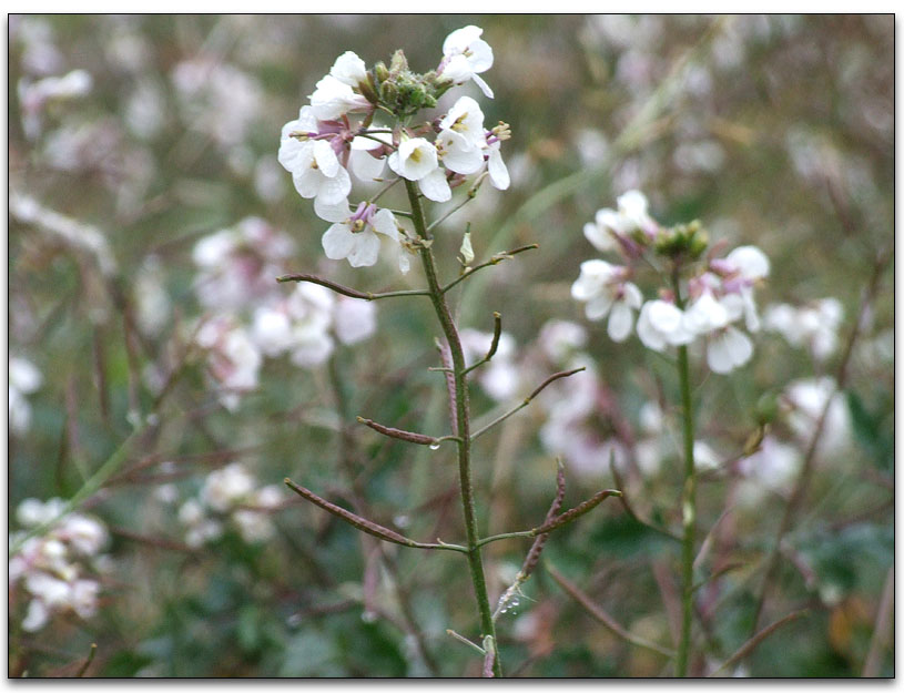 rocayflor: Camino de El Pueyo. Diplotaxis erucoides.