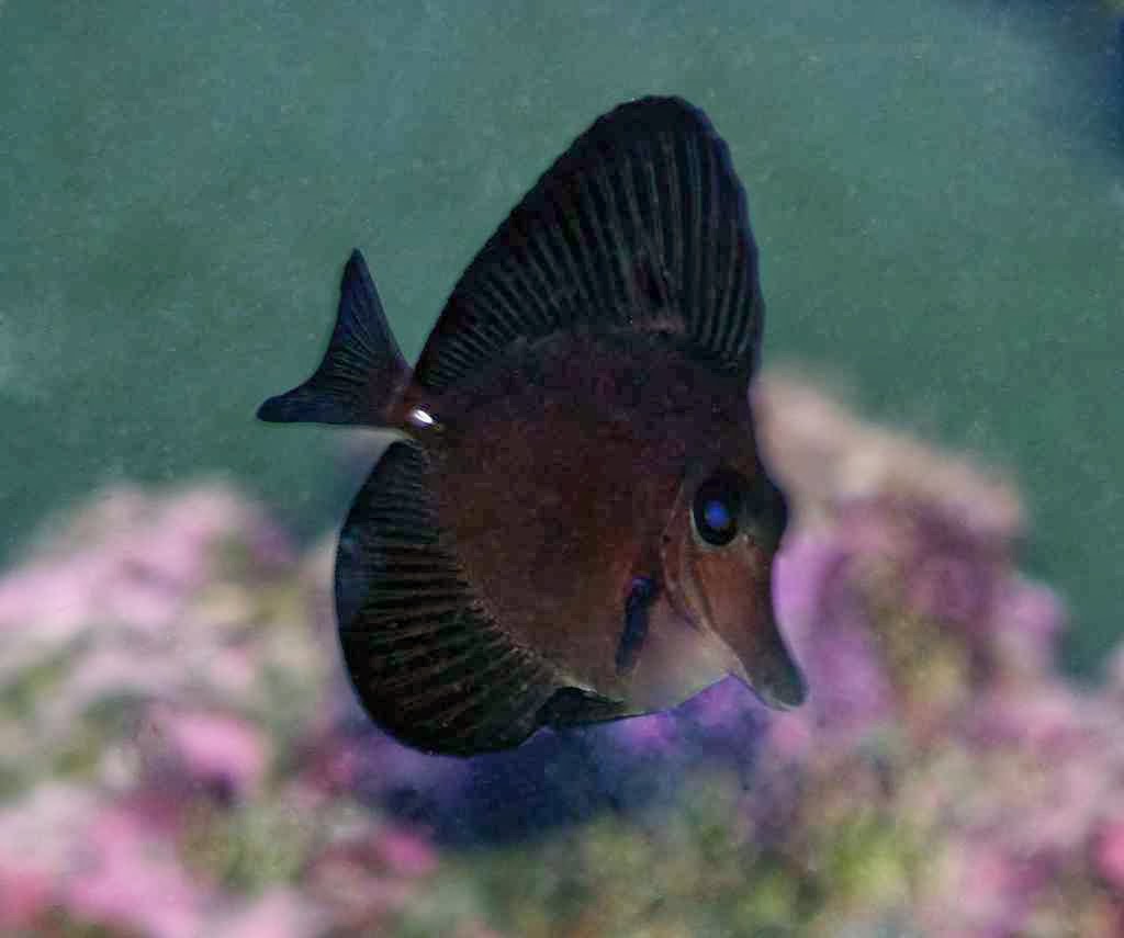 The Longnose Surgeonfish Exotic Saltwater Black Tang