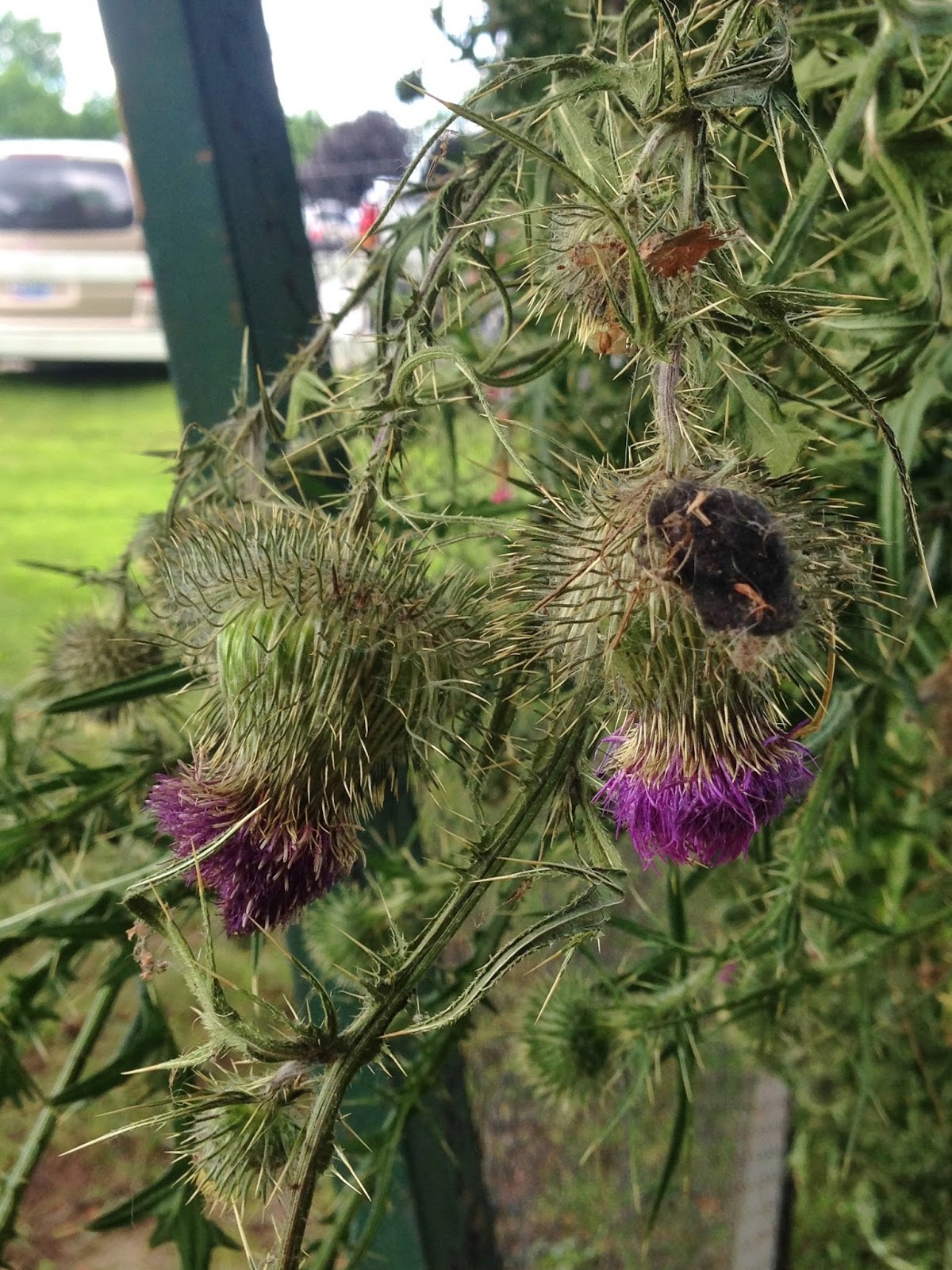 Bull Thistle Arts Festival - Fayette, Ohio