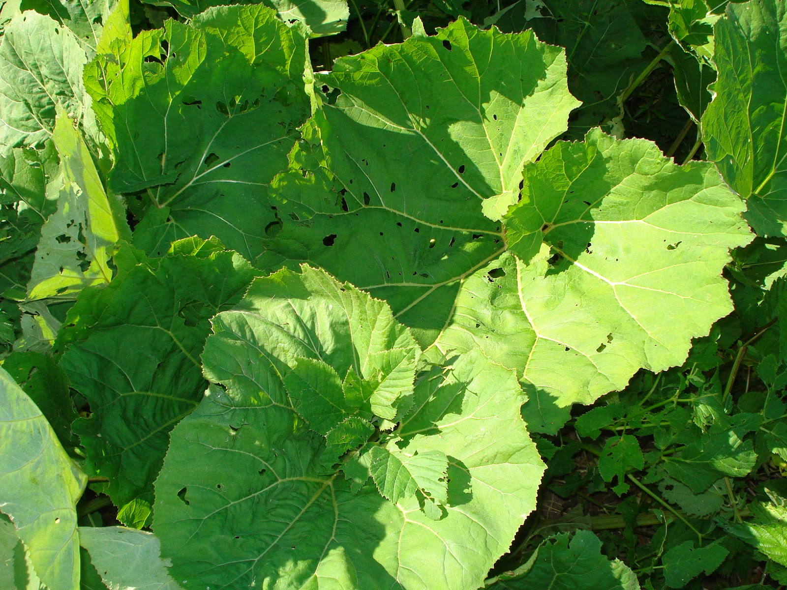 Krížikové vyšívanie: Lopúch