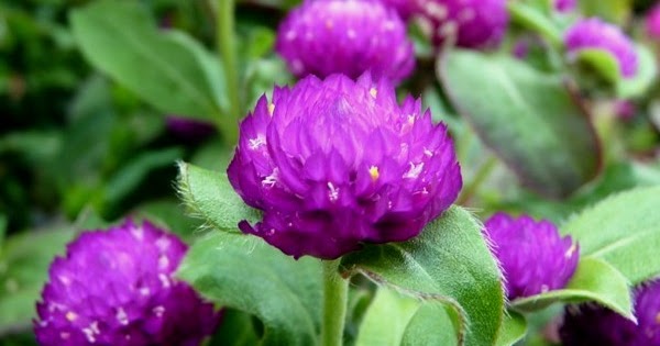 11 Manfaat Bunga Ratna Atau Kenop Untuk Kesehatan - Tips Kesehatan