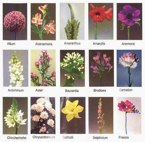 Flowers Names Wallpapers Beautiful Flowers Wallpapers flowers-names-wallpapers-beautiful-flowers-wallpapers