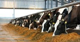 Manajemen Pemberian Pakan Sapi Perah (SAPI LAKTASI) ~ ternak