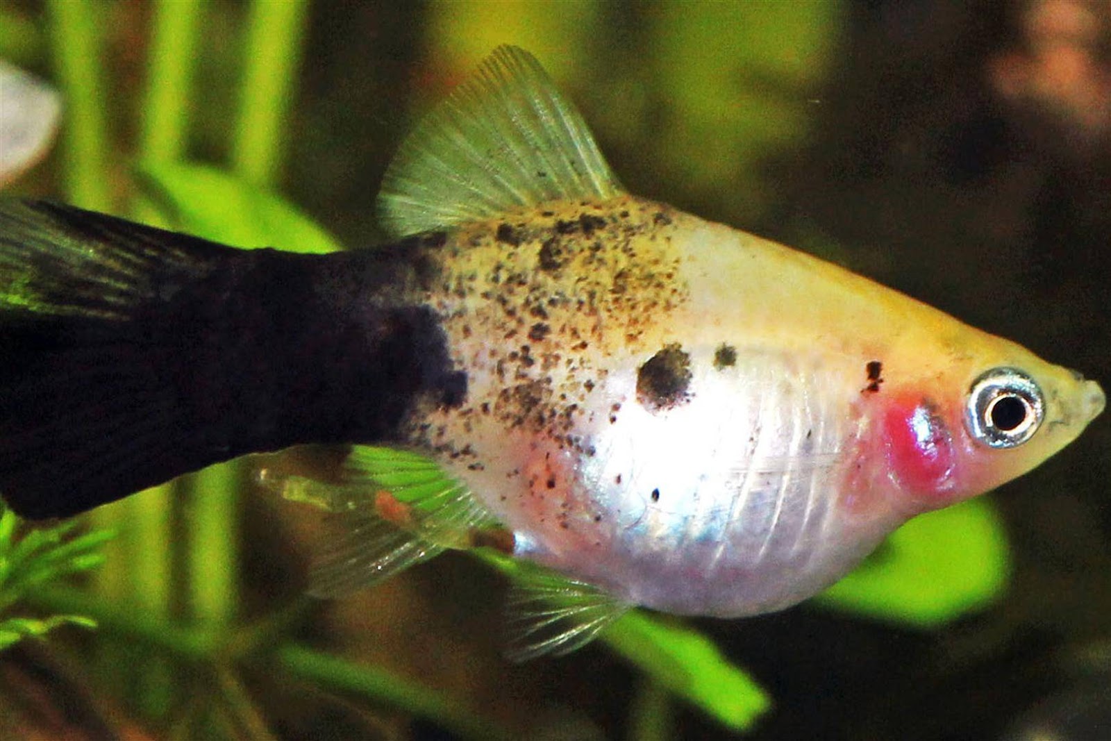 AQUA LIFE: Platy