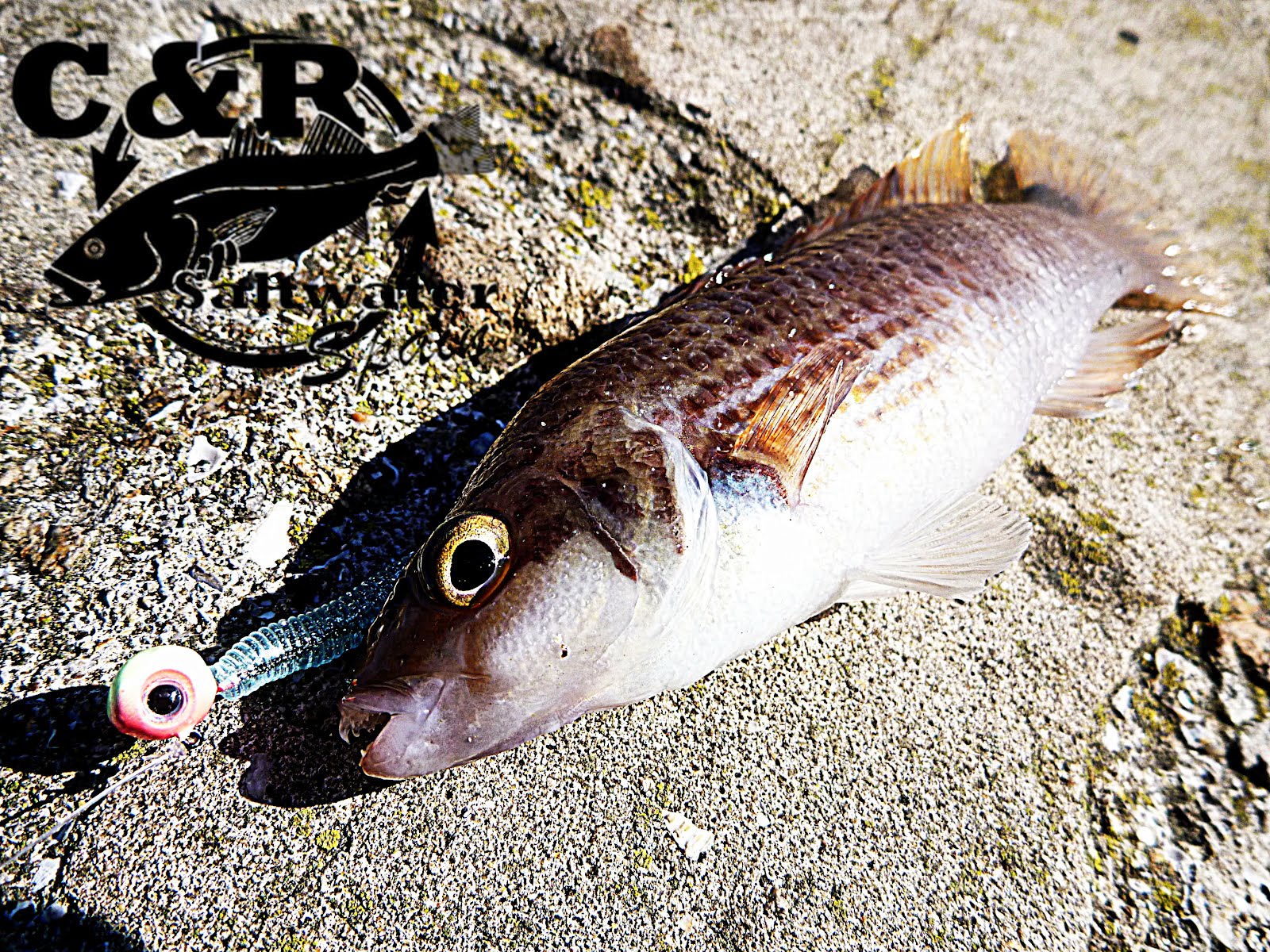 Spinning en el mar: Seguimos con el Rock Fishing