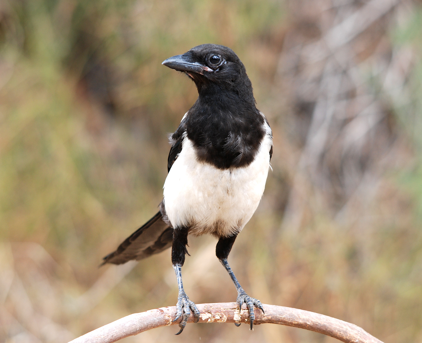 manises naturaleza: Urracas