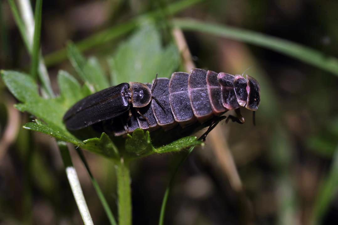 Mes chemins sauvages: Lampyre et lampiste à ses heures