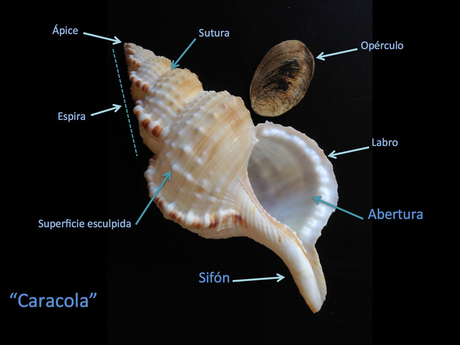 Rafael Microfauna Marina: Gasterópodos