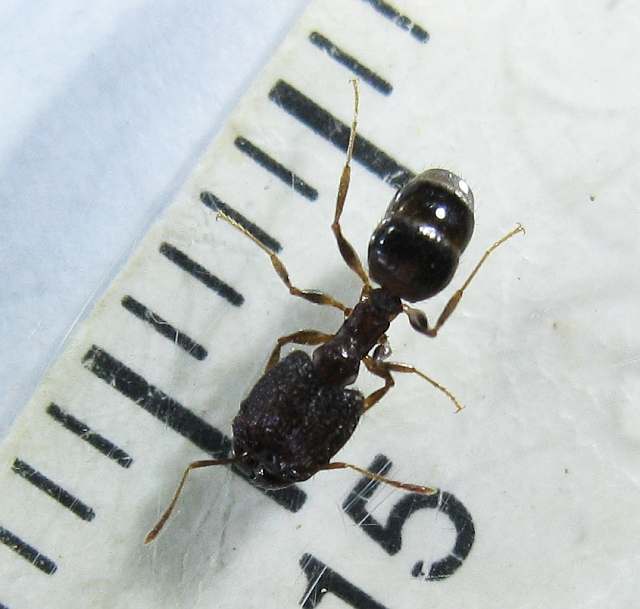 Photos and Info on Ants and Termites of Malaysia: Pheidole sp