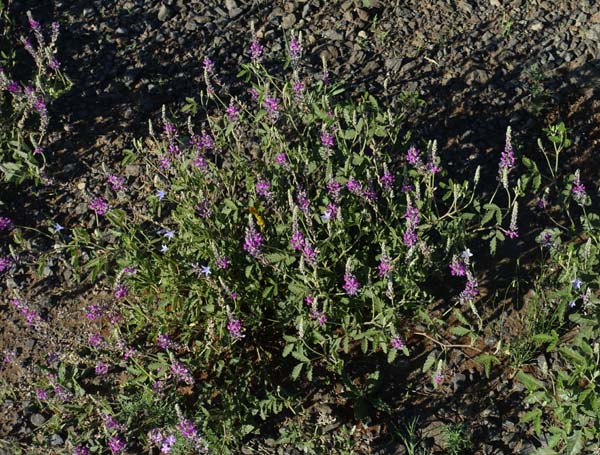 Toowoomba Plants: Some Pretty Cullen Species.