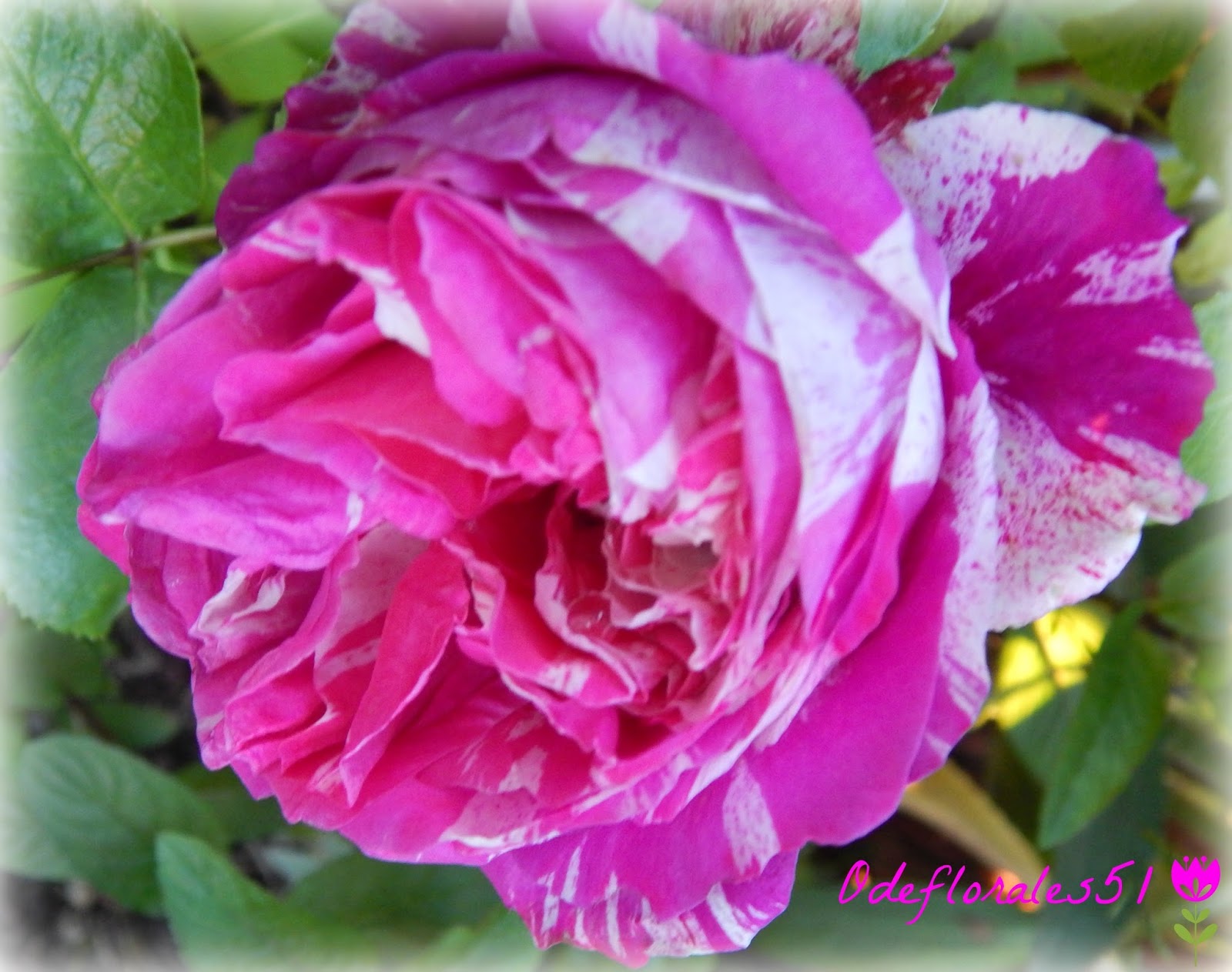 Beautés Florales : Rosier Ines SASTRE