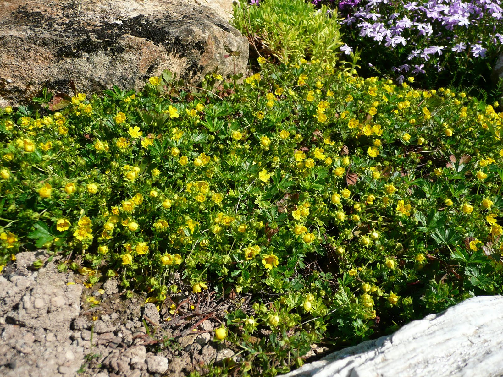 Notre jardin secret.: La rocaille aux couleurs du printemps..