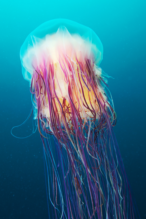 7 gambar obor-obor oleh Alexander Semenov - Unikversiti