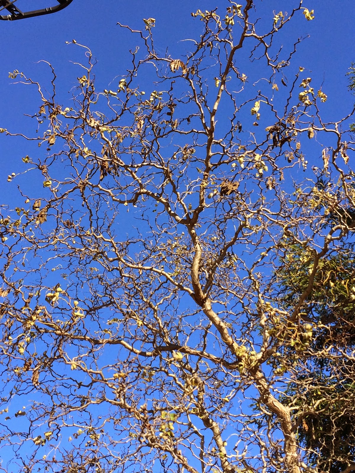 Trees of Santa Cruz County: Robinia pseudoacacia 'Tortuosa' - Contorted ...
