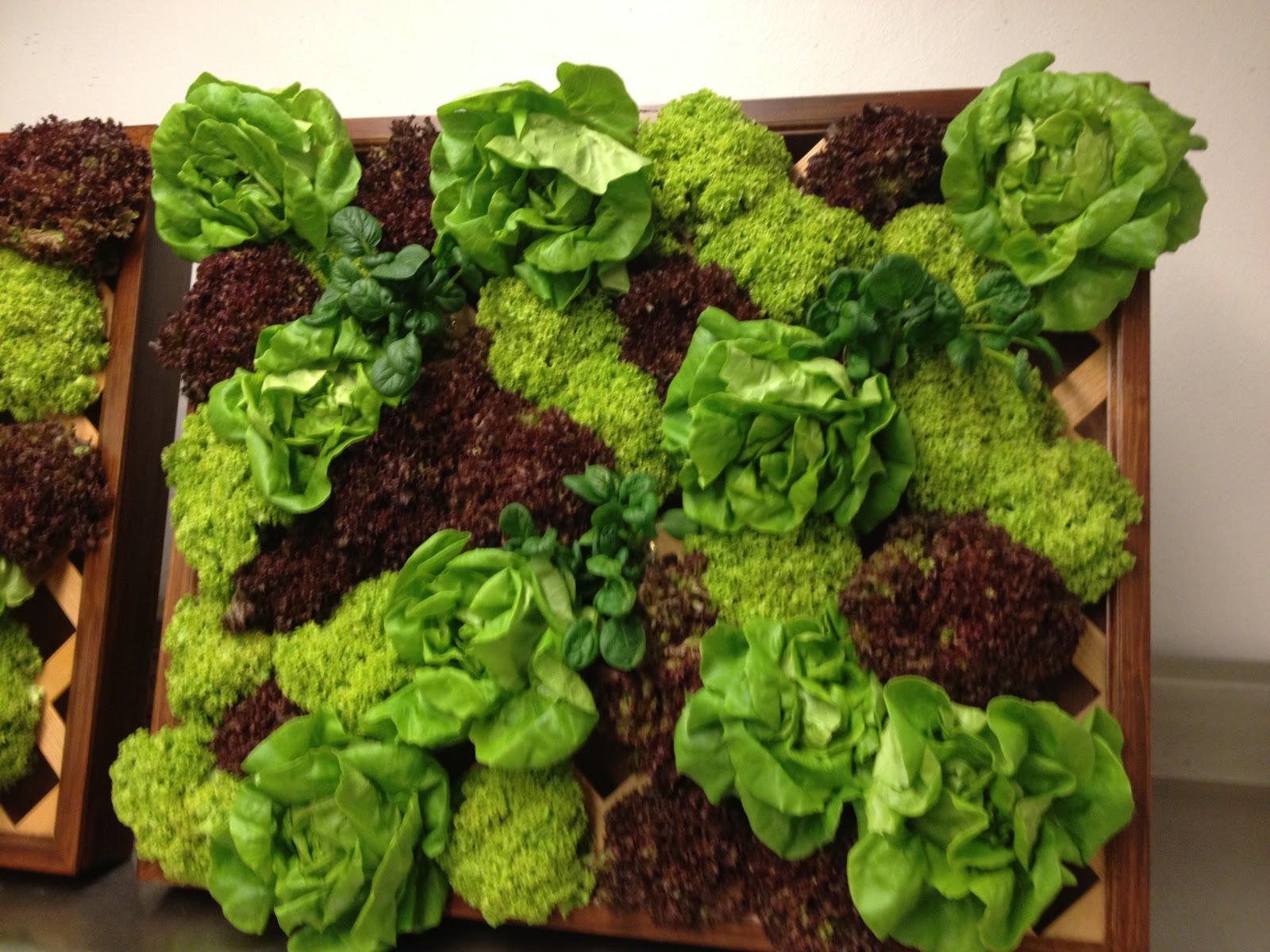 Seeds and Spores: Vertical Lettuce Display