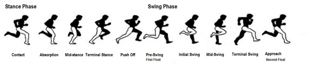 The Running Stan's Blog: Running Biomechanics Primer