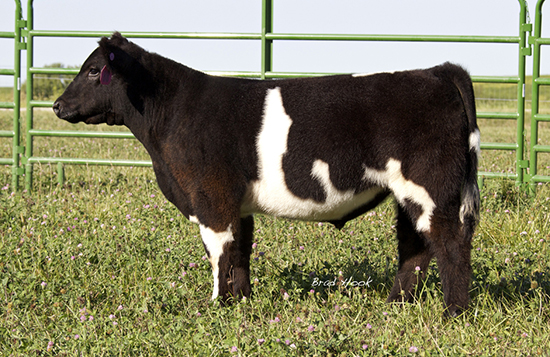Lautner Farms: Greiner Farms & Reck Show Cattle Online Sale - September ...