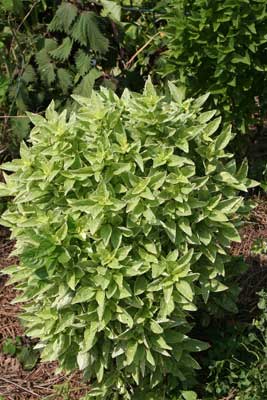 Ozarks Gardening: Growing Better Basil