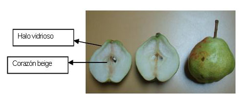 Pera Coscia / Ercolini