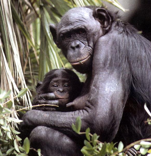 Earthmanpdx: Talking to Bonobos
