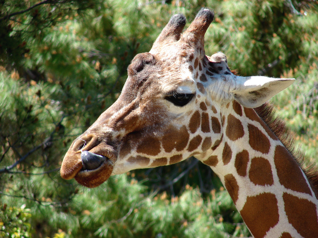 Gambar Jerapah: Kumpulan Gambar Jerapah Update