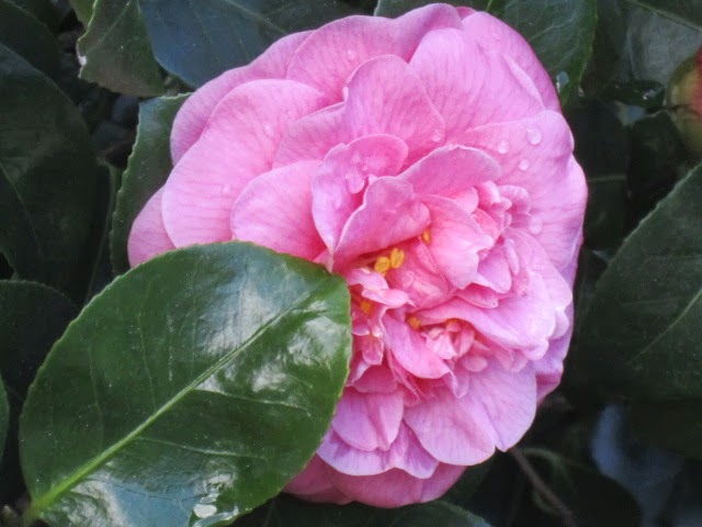 ENREDANDO NA WEB: EL CAMELIO DE NUESTRO JARDÍN