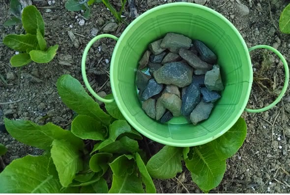 Gardening with Red Hill