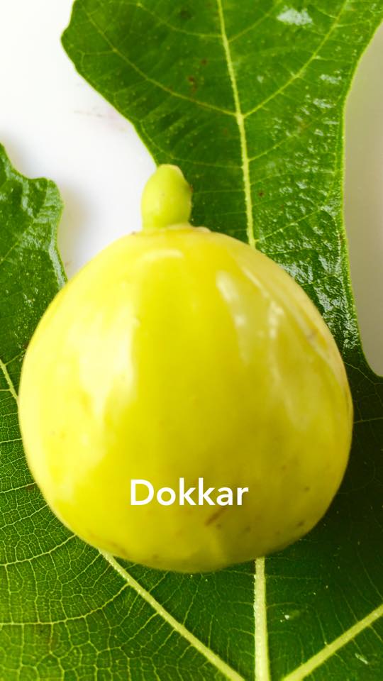 Dokkar Fig - Var Tin