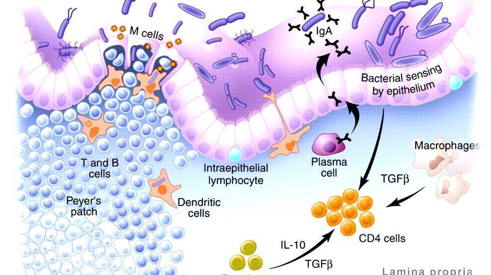 Gut-associated lymphoid tissue