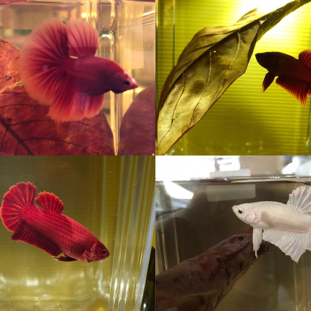 Knowing All Types Of Betta Fish - By Tail, Pattern And Color With Photo ...