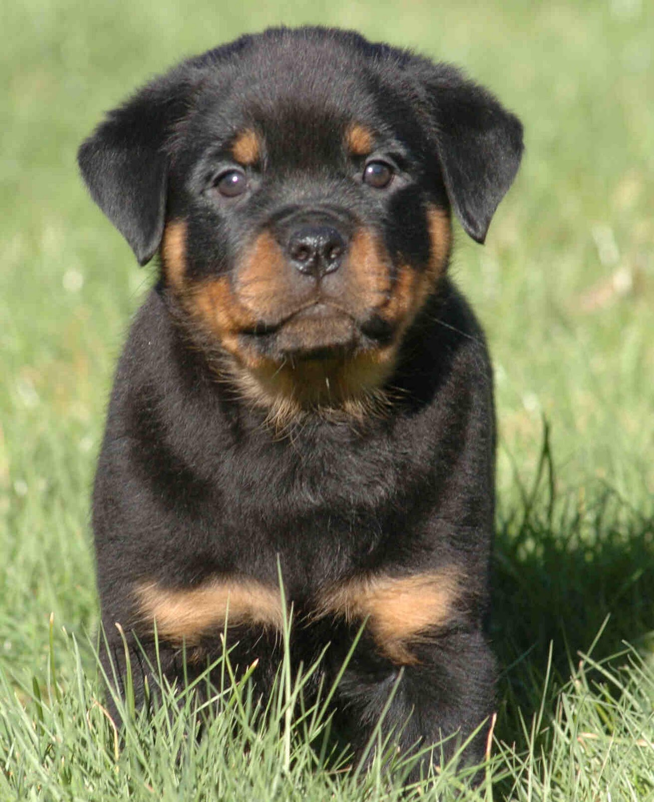 Animals: Rottweiler Dog